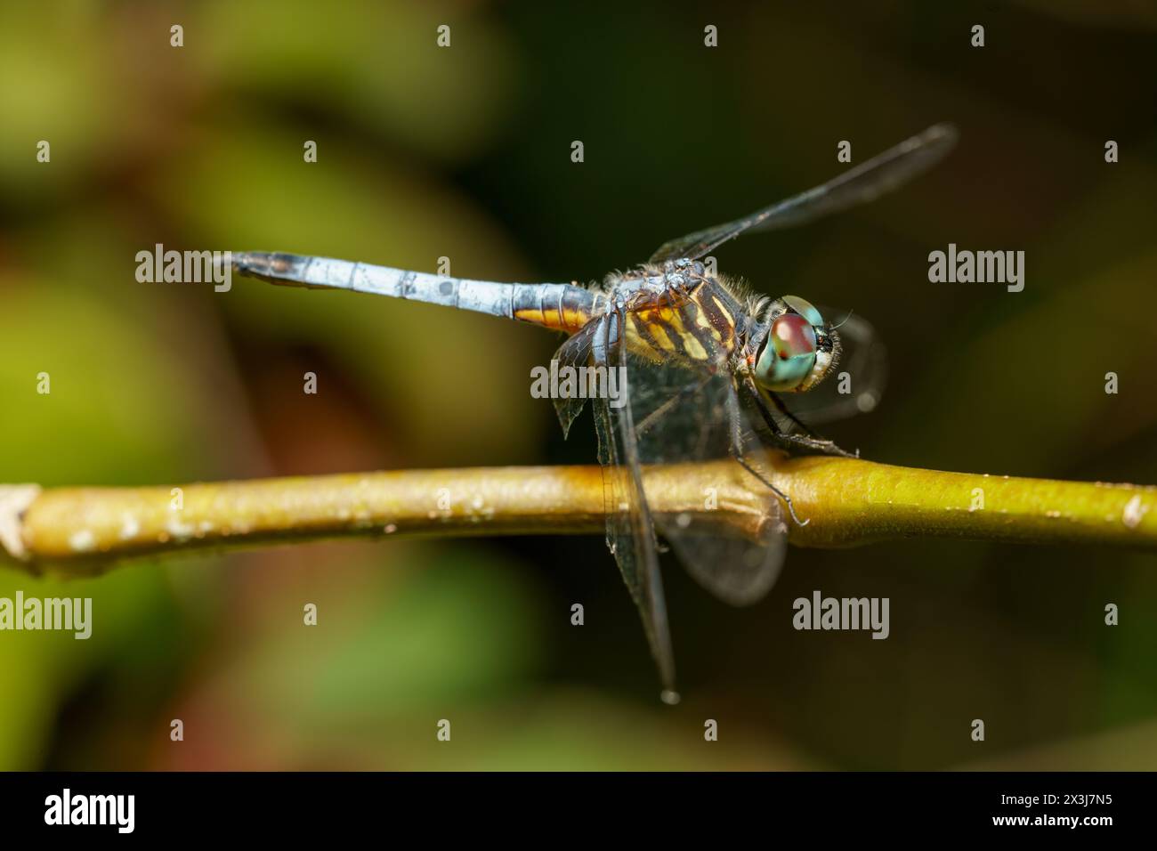 Macro stock photo Pachydiplax longipennis Blue Dasher Dragonfly Stock ...