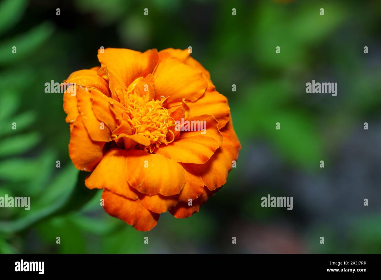 Mexican marigold hi-res stock photography and images - Alamy