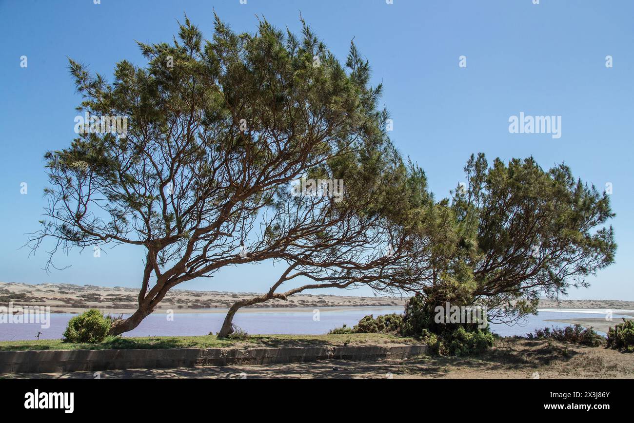 Three windswept and bent trees by the lagoon, between the sea and the desert, in Oranjemund ...