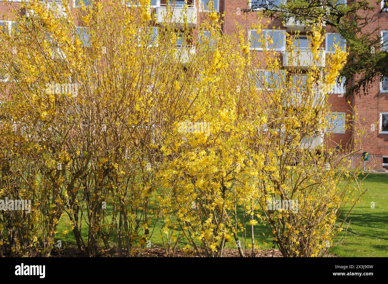 Copenhagen/ Denmark/27 April 2024 /Springs blooms in danish capital ...