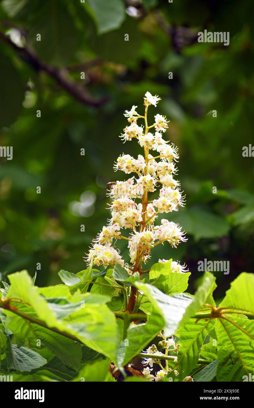 Chestnut maple forest hi-res stock photography and images - Alamy