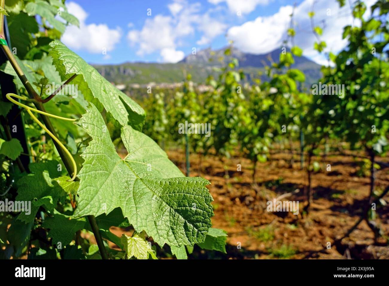 Fresh green leaf of a grapevine close-up against the background of a ...
