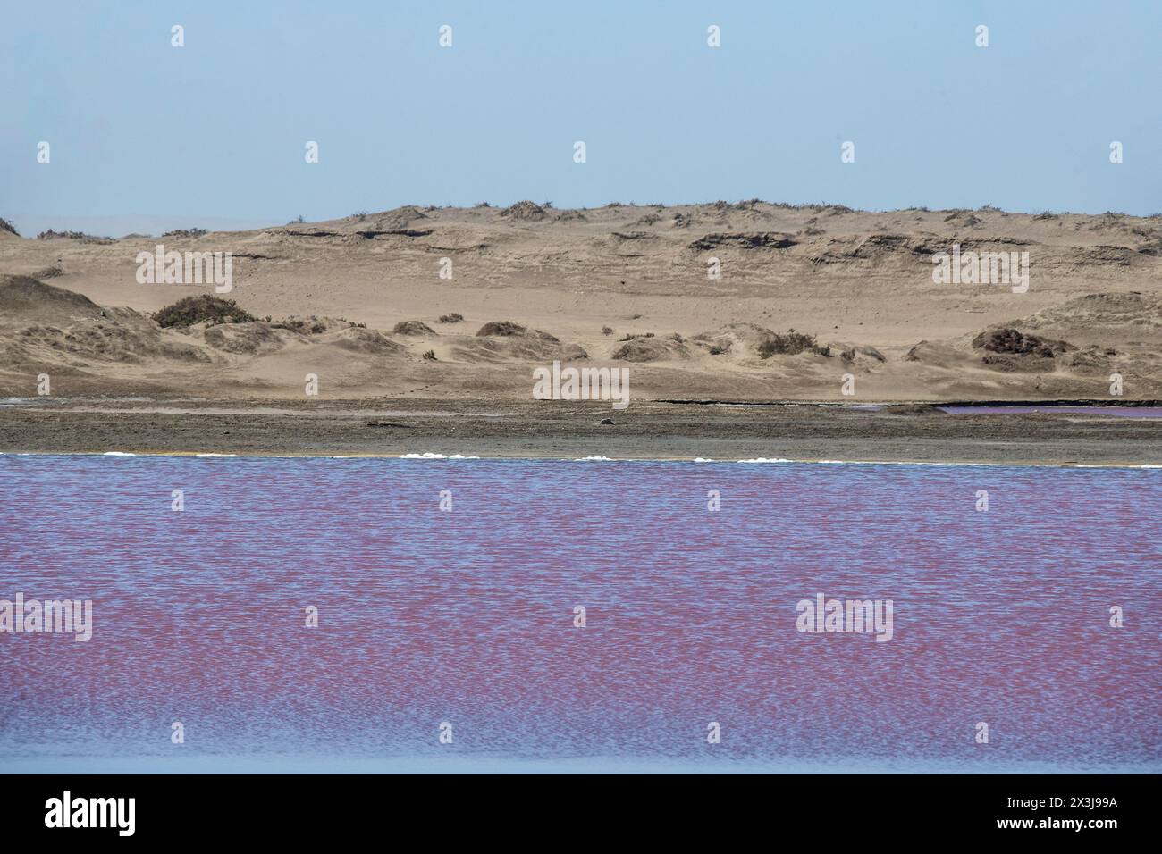 Pink algae hi-res stock photography and images - Alamy