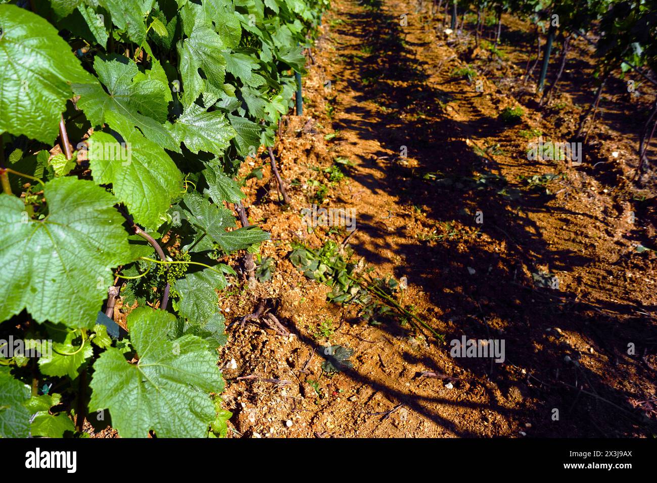 Grape leaves in the vineyard and brown fertile soil between the rows of ...