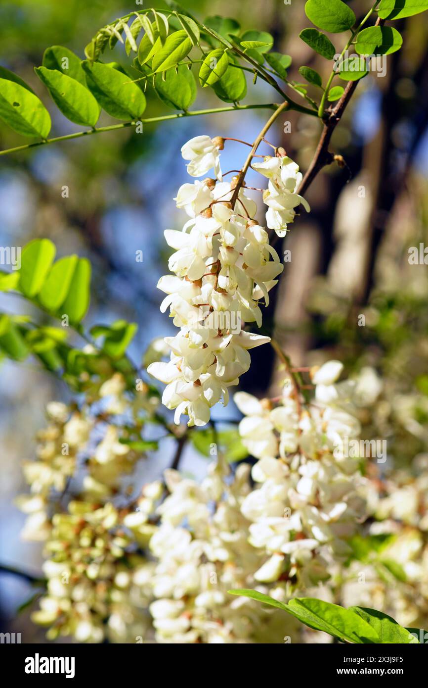 Robinia pseudoacacia flower hi-res stock photography and images - Alamy