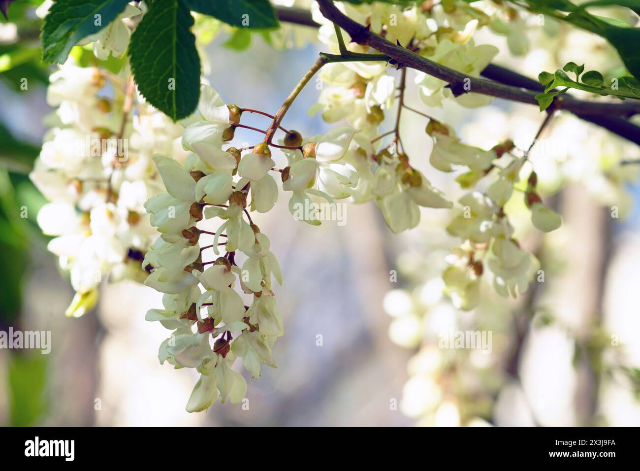 Blooming white flowers on a branch of Robinia pseudoacacia Stock Photo ...