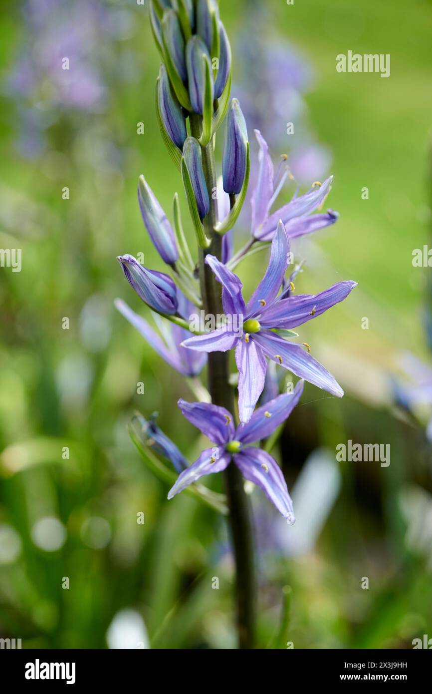 Beautiful violet camas (Camassia leichtlinii ) flowers blooming in a ...