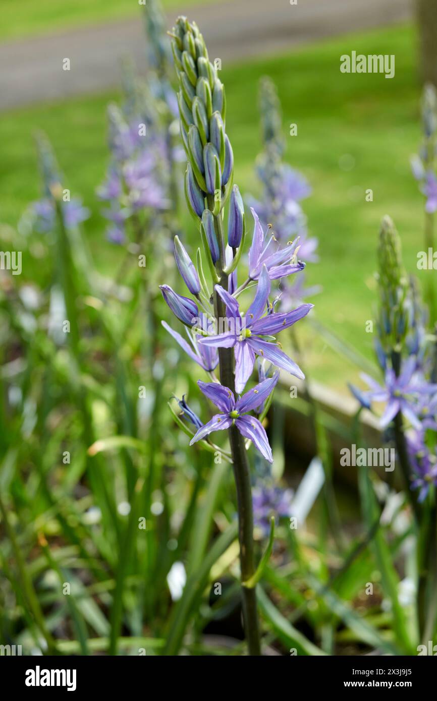 Beautiful violet camas (Camassia leichtlinii ) flowers blooming in a ...