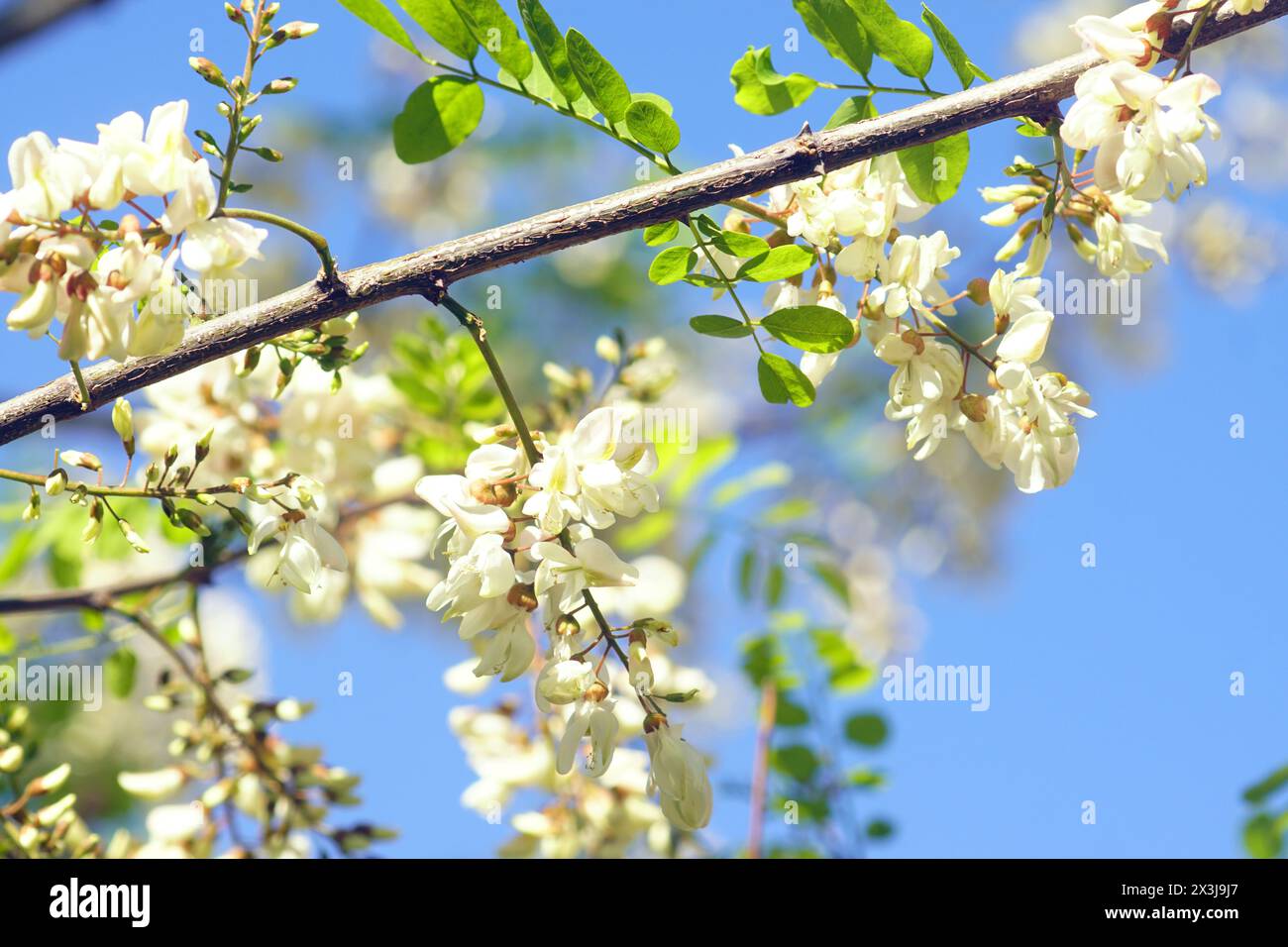 Spring Robinia pseudoacacia - tree branch with flowers Stock Photo - Alamy