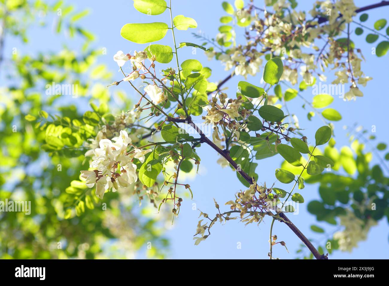 Robinia pseudoacacia tree leaves hi-res stock photography and images ...
