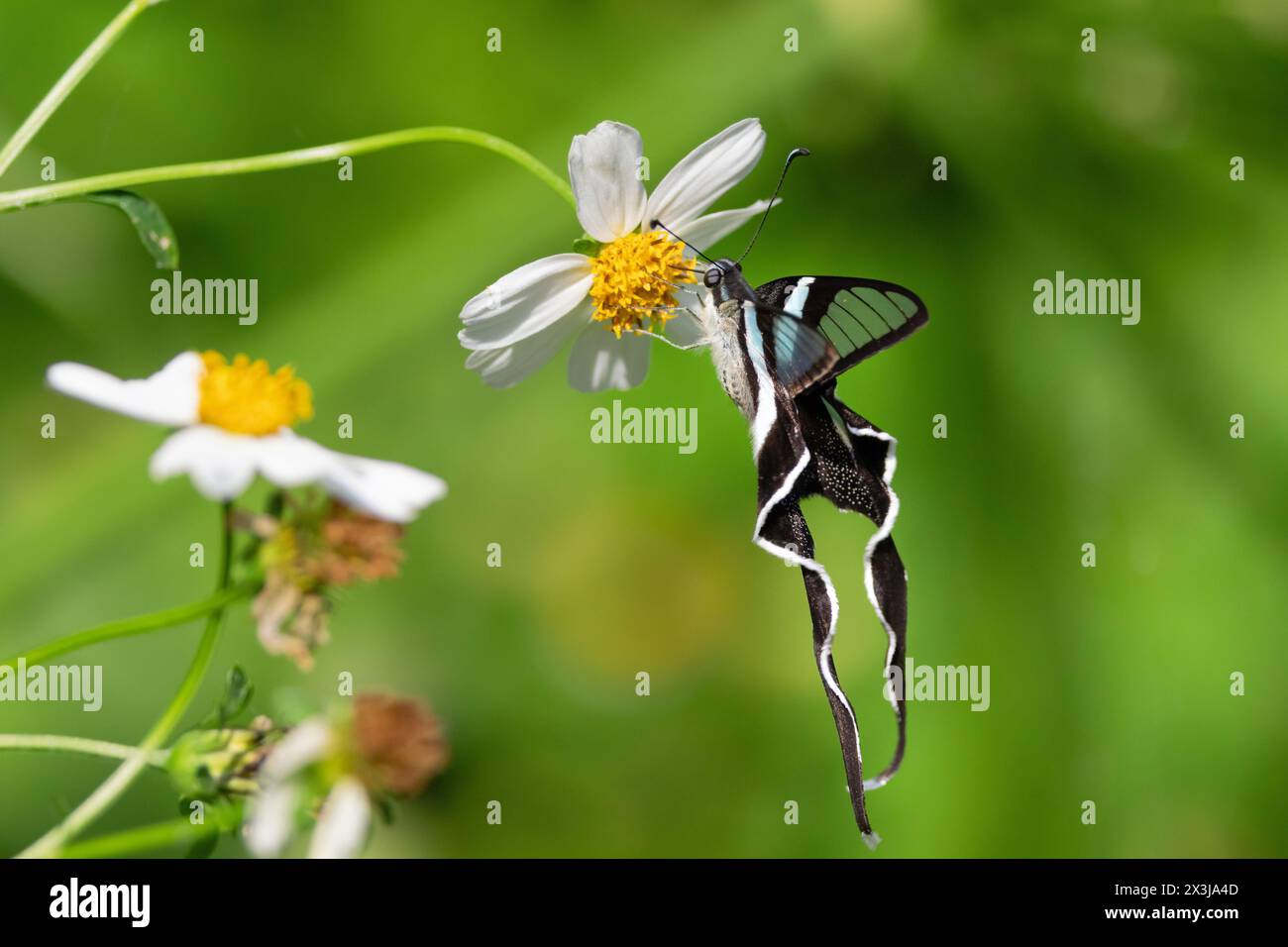 The graceful Green Dragontail butterfly, Lamproptera meges, flying in a ...