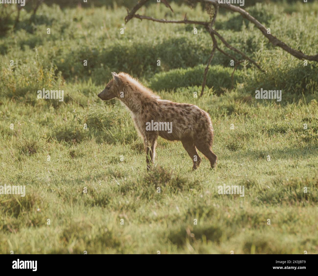 Spotted hyena in evening hi-res stock photography and images - Alamy