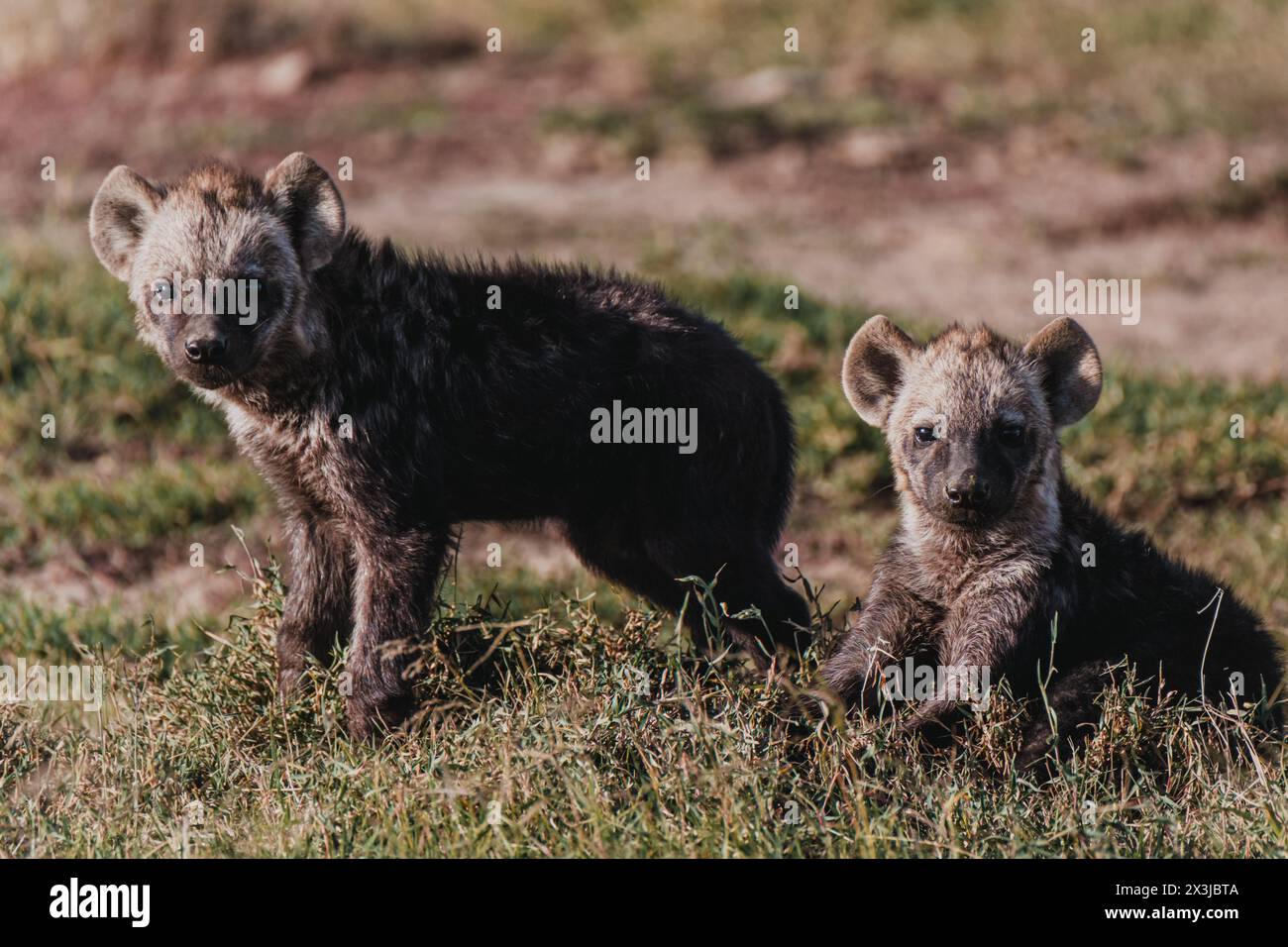 Hyena cubs playing in Ol Pejeta Conservancy Stock Photo - Alamy