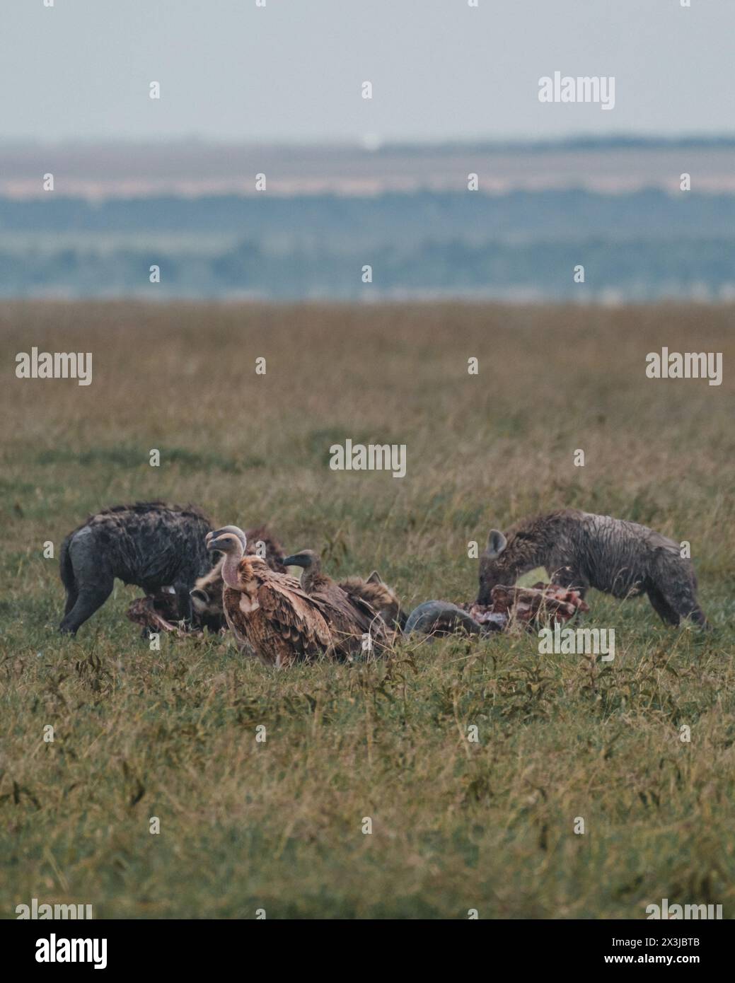 Food hierarchy hi-res stock photography and images - Alamy