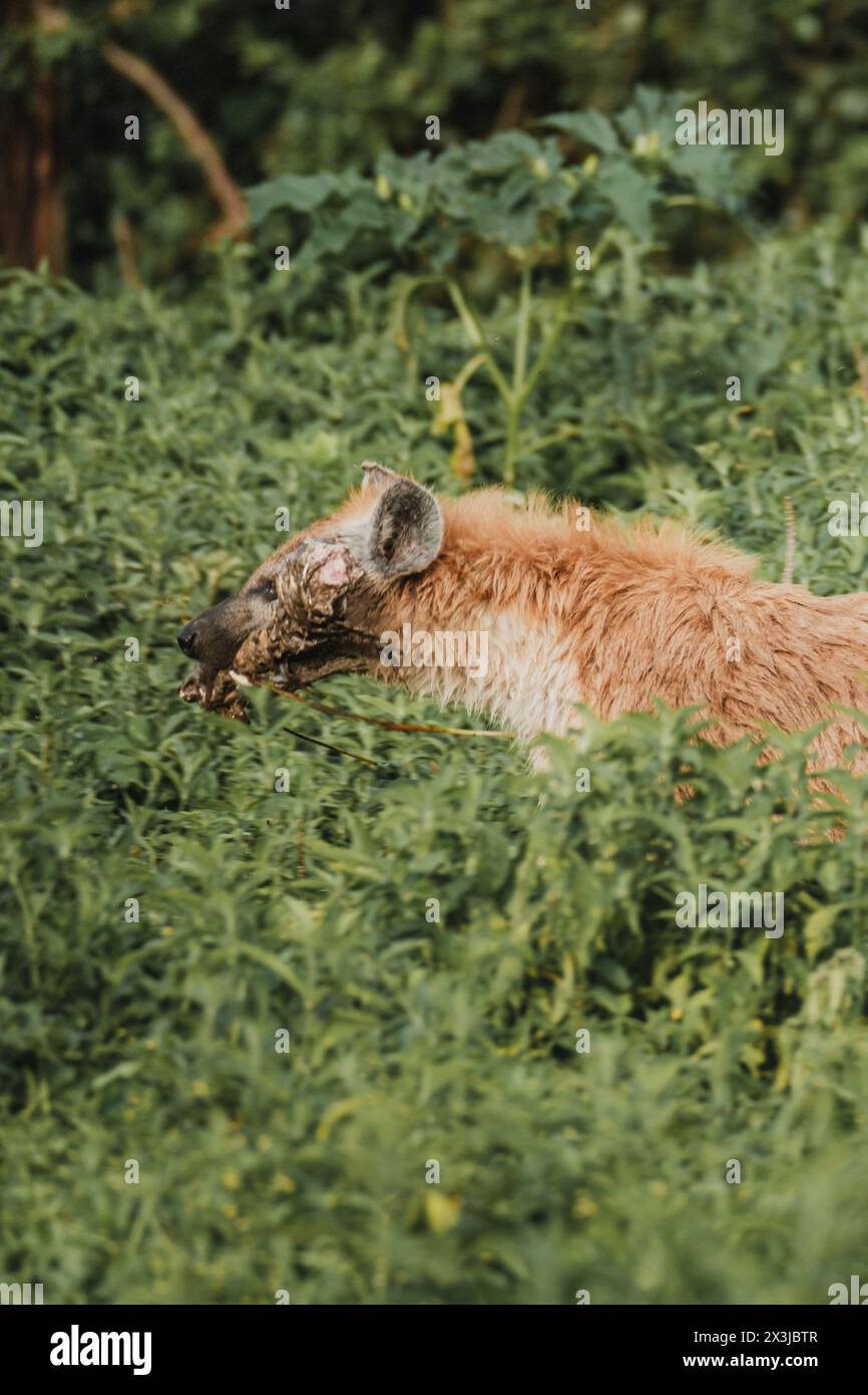 Hyena with prey in green Masai Mara Stock Photo - Alamy