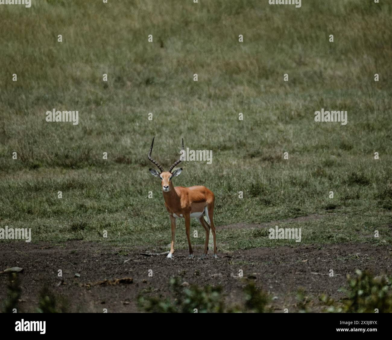 Impala with striking horns in Masai Mara sunlight Stock Photo - Alamy