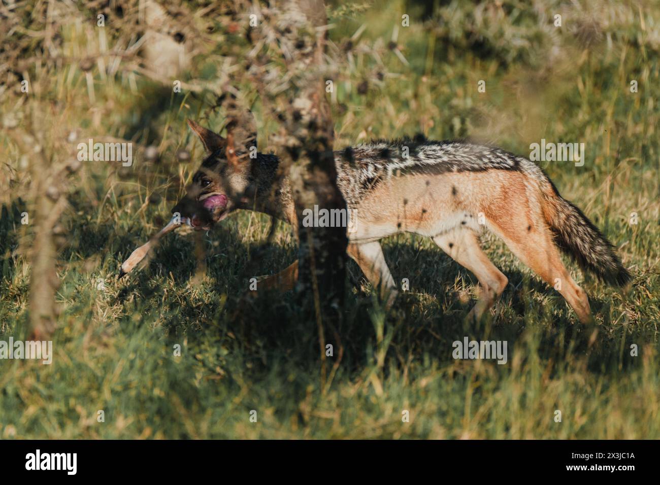 Jackal with antelope prey in Ol Pejeta Conservancy Stock Photo - Alamy