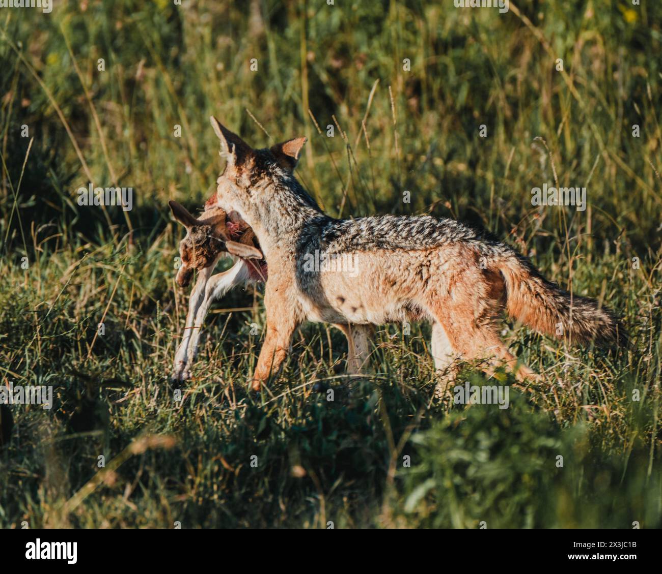 Jackal with antelope prey in Ol Pejeta Conservancy Stock Photo - Alamy