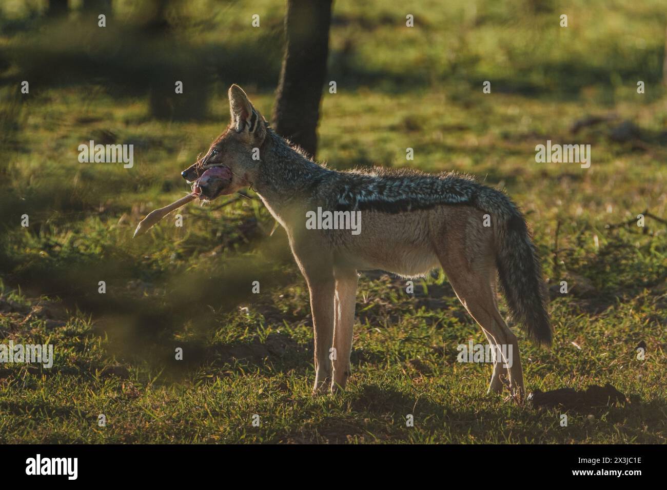 Jackal with antelope prey in Ol Pejeta Conservancy Stock Photo - Alamy