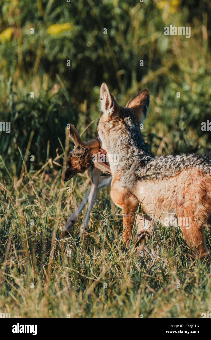 Jackal with antelope prey in Ol Pejeta Conservancy Stock Photo - Alamy