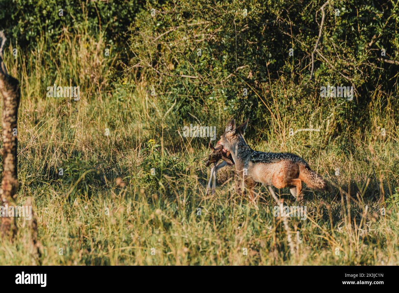 Jackal with antelope prey in Ol Pejeta Conservancy Stock Photo - Alamy