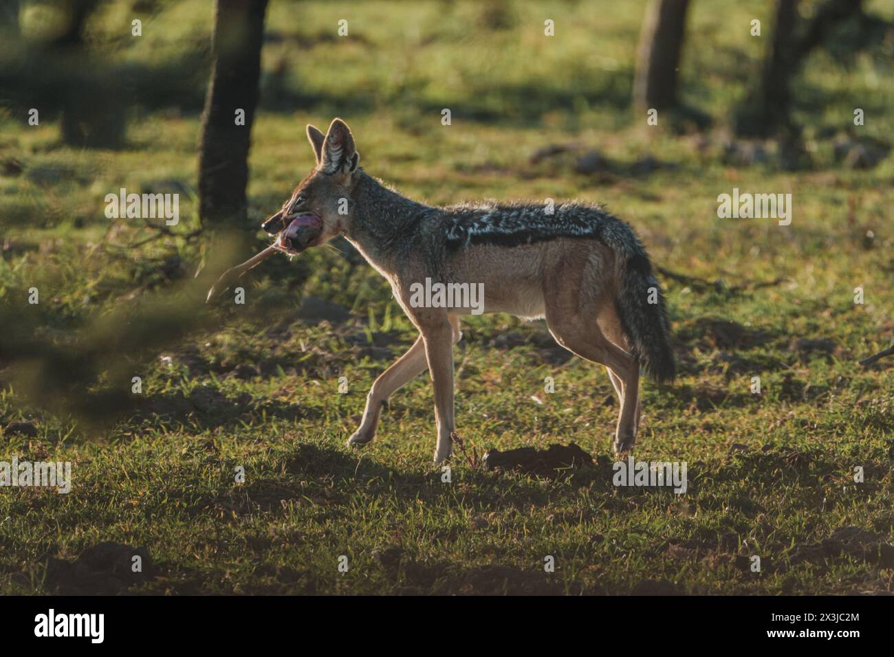 Jackal with antelope prey in Ol Pejeta Conservancy Stock Photo - Alamy