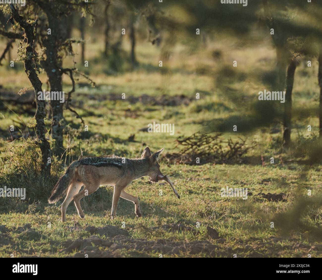 Jackal with antelope prey in Ol Pejeta Conservancy Stock Photo - Alamy