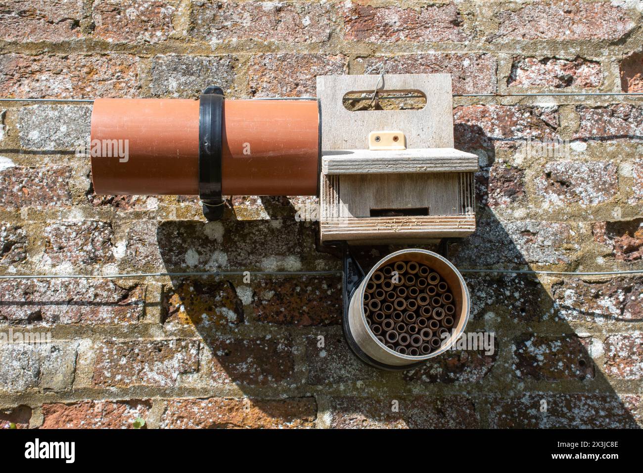 Mounted insects hi-res stock photography and images - Alamy