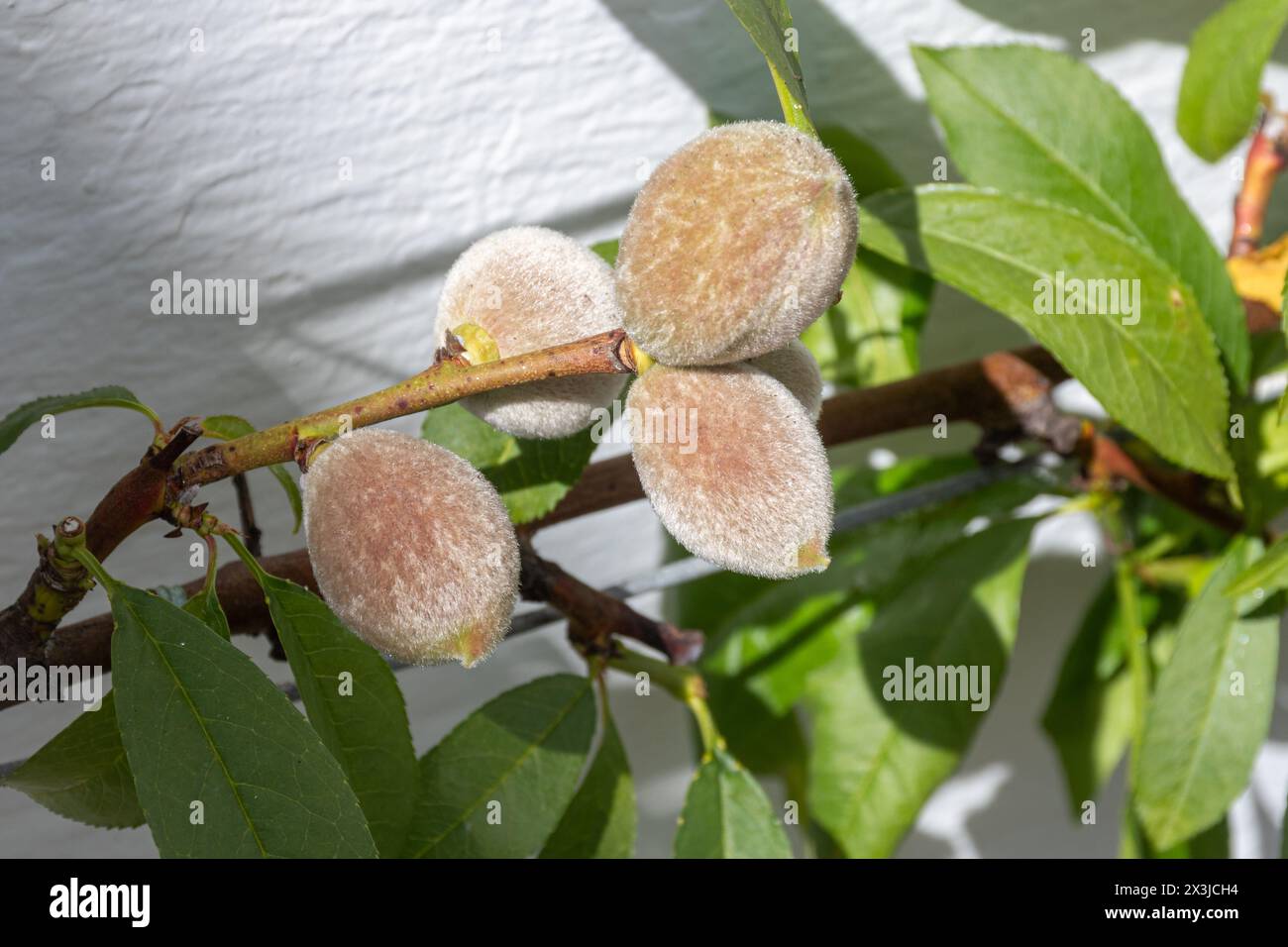 Peaches growing on fruit trees inside a glasshouse, peach variety 'Red ...