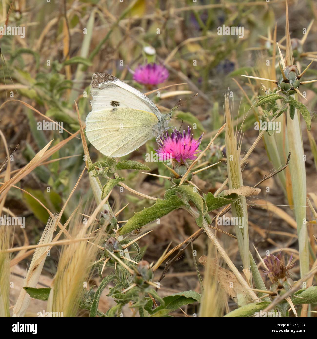 A cabbage white butterfly, feeding on nectar from an iberian star ...