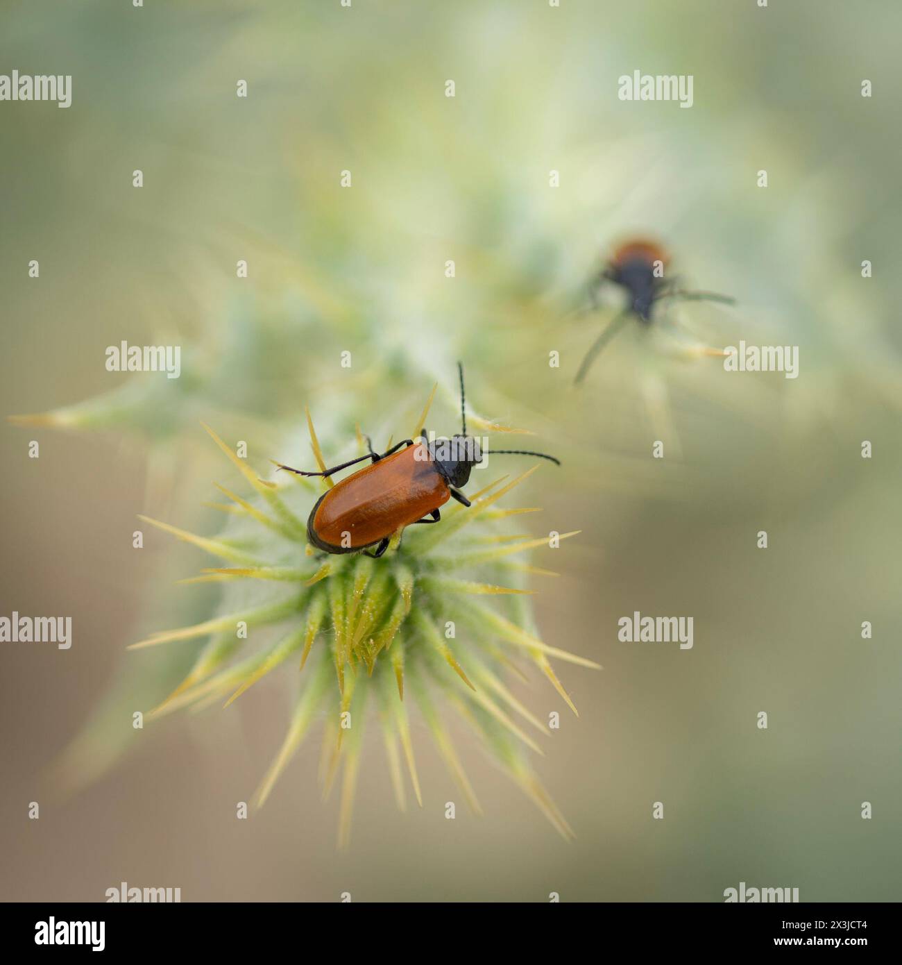 Exoskeleton of beetles hi-res stock photography and images - Alamy