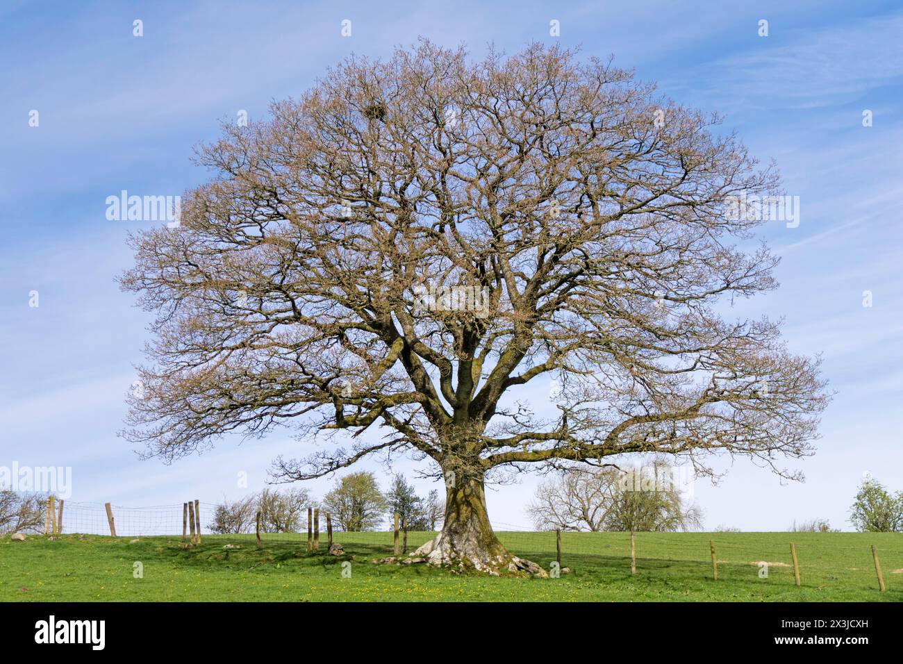 Fraxinus commonly called Ash tree in winter light, Britain, UK Stock ...
