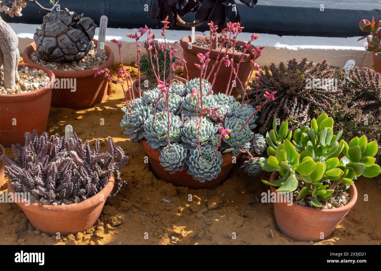 Collection of various cacti (cactus plants) in a greenhouse at West ...