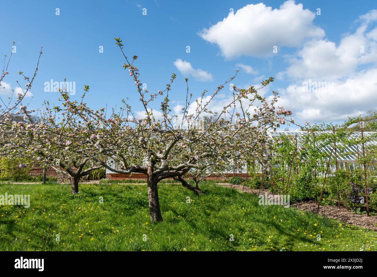Apple orchard in bloom, fruit trees with blossom in spring at West ...