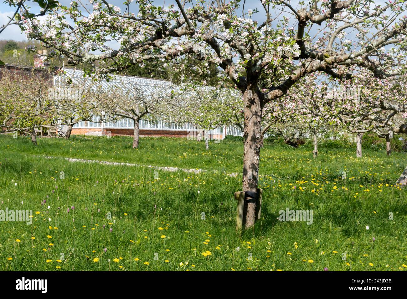 Wildflowers under apple trees in orchard hi-res stock photography and ...