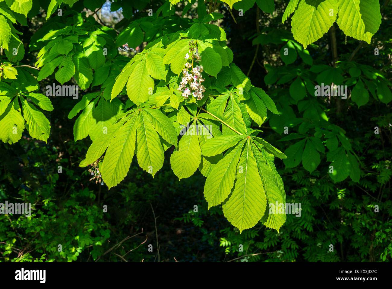 Horse chestnut tree leaves and flowers Stock Photo - Alamy