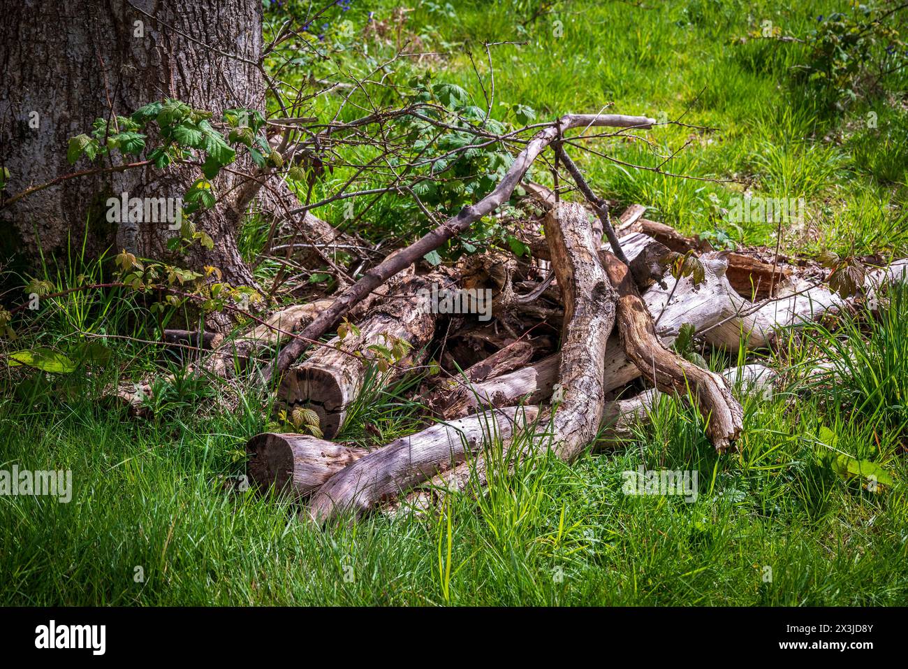 Logs on floor hi-res stock photography and images - Alamy