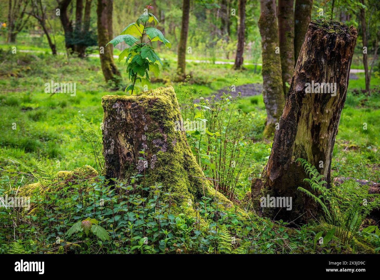 Moss covered tree stump covered in ferns Stock Photo - Alamy