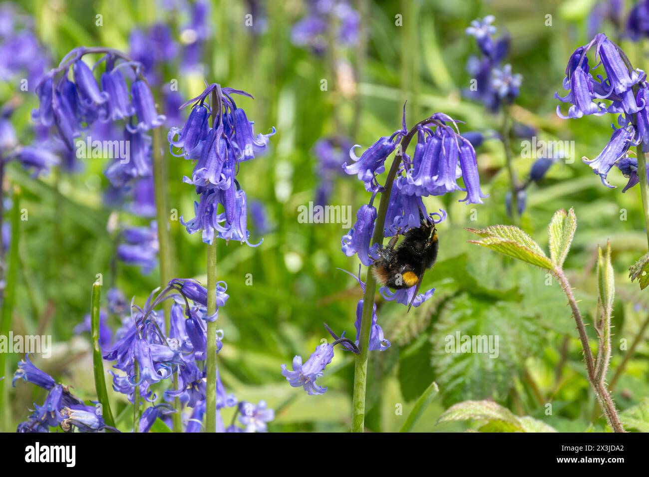 Buff-tailed bumblebee nectaring on a bluebell wildflower in bluebell ...