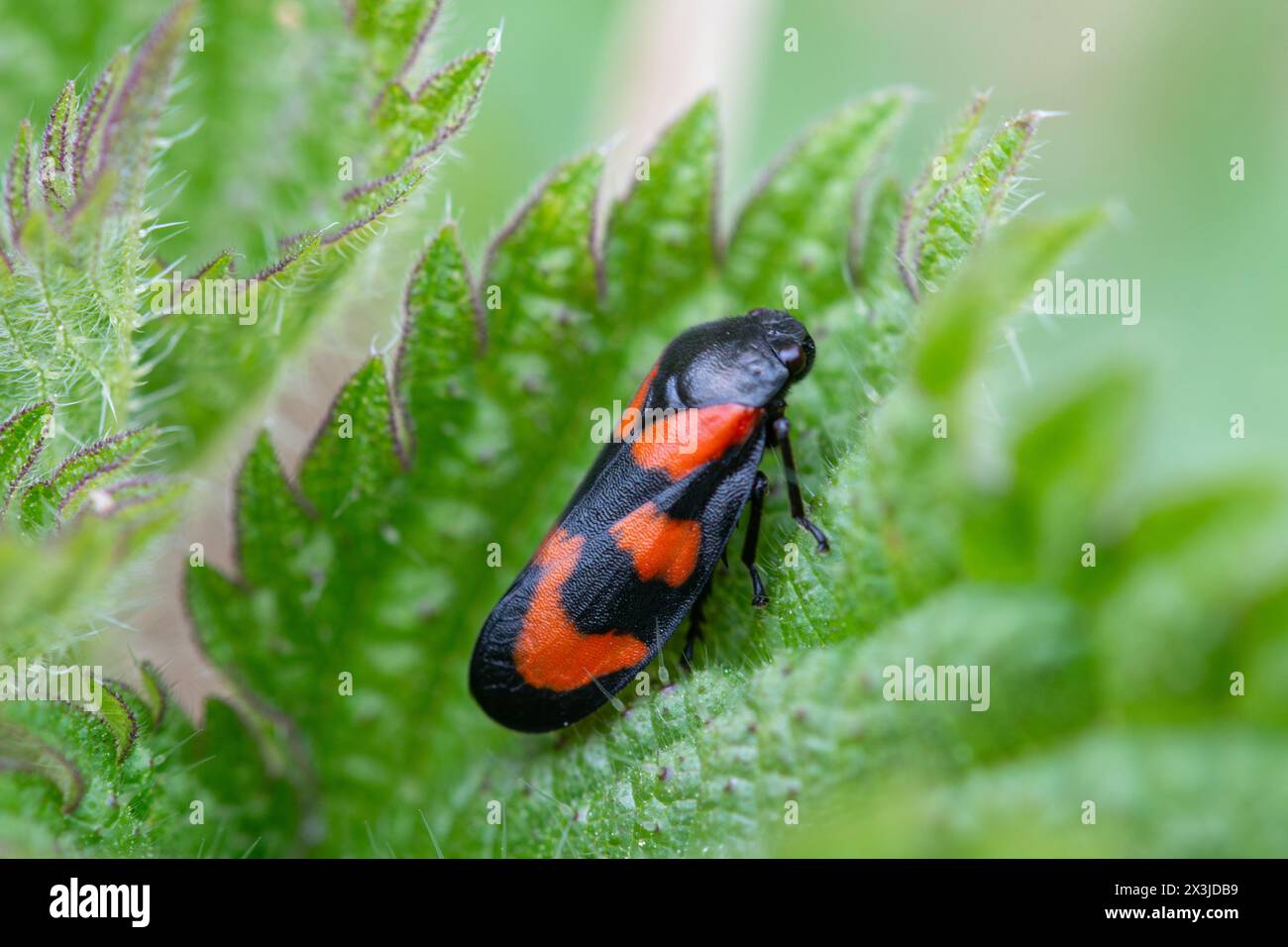 Red and black froghopper insect (Cercopis vulnerata) on stinging nettle ...