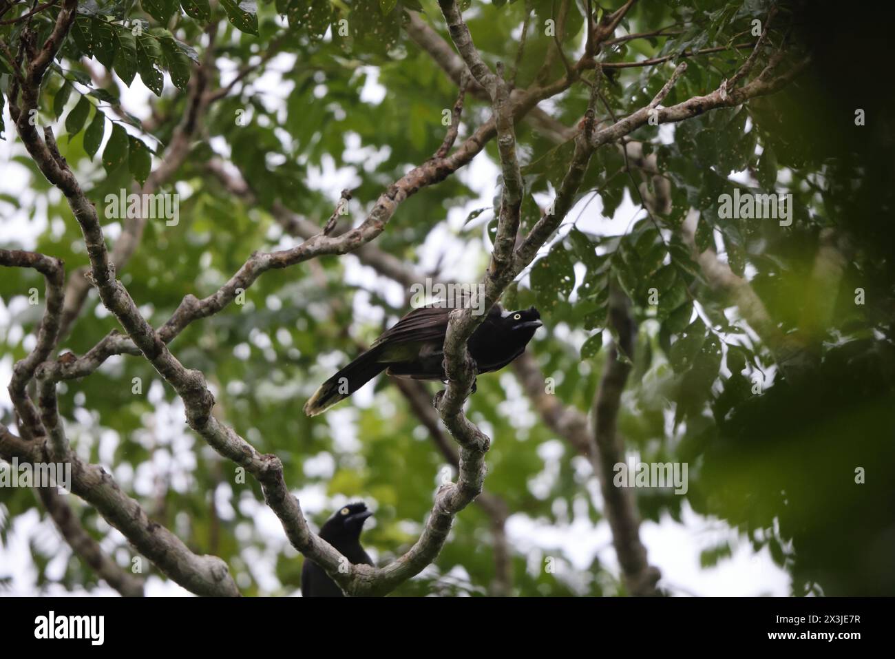 Azure naped jay hi-res stock photography and images - Alamy