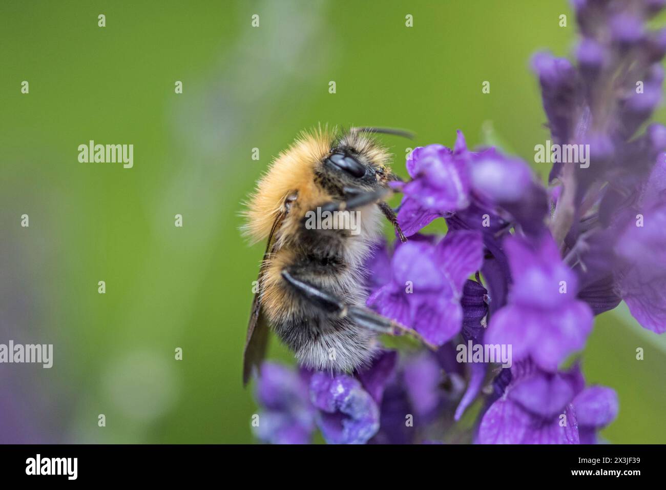 Bumble Bee on lavender, England, UK Stock Photo - Alamy