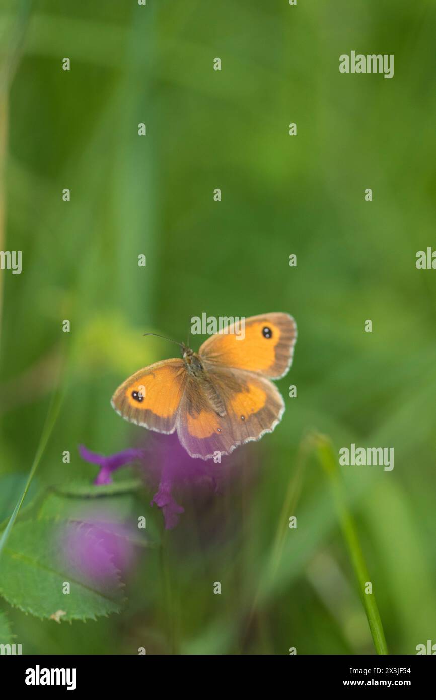 Britain england gatekeeper hi-res stock photography and images - Alamy