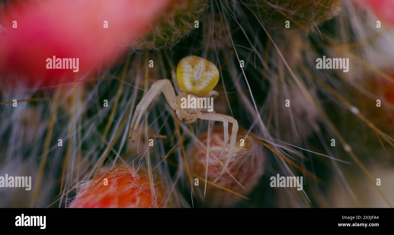 Goldenrod crab spider, a cautious torpor state, lies in wait within the ...