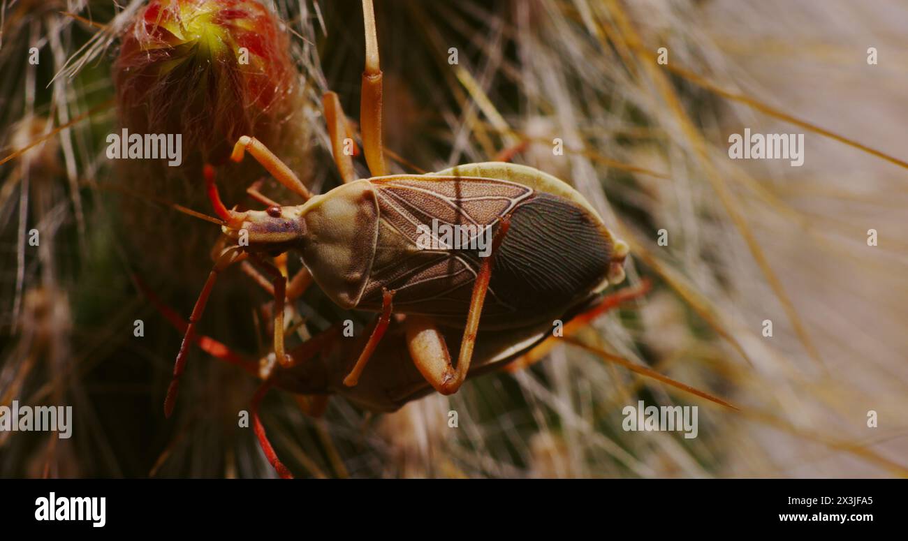 Cactus bugs, cactus coreid, in a torpor state while mating on a silver ...