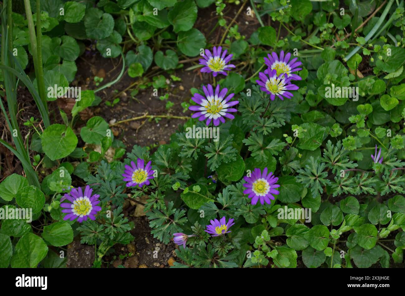 A beautiful garden flower known as blue Felicia amelloides, Lilac ...