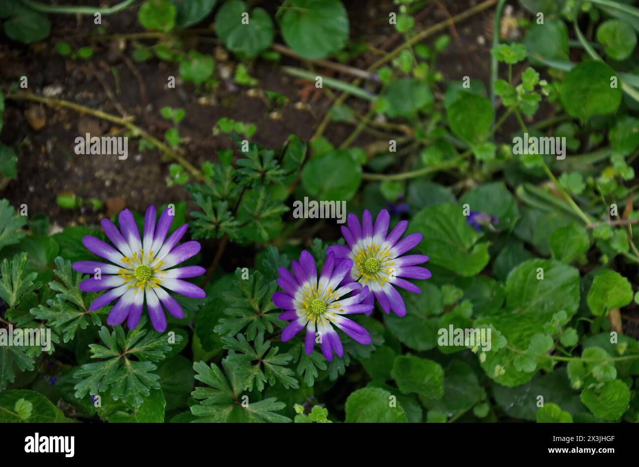 A beautiful garden flower known as blue Felicia amelloides, Lilac ...