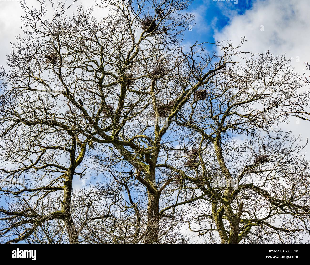 Multiple carrion crows nests in a single tree. Rhayader, Wales. UK ...
