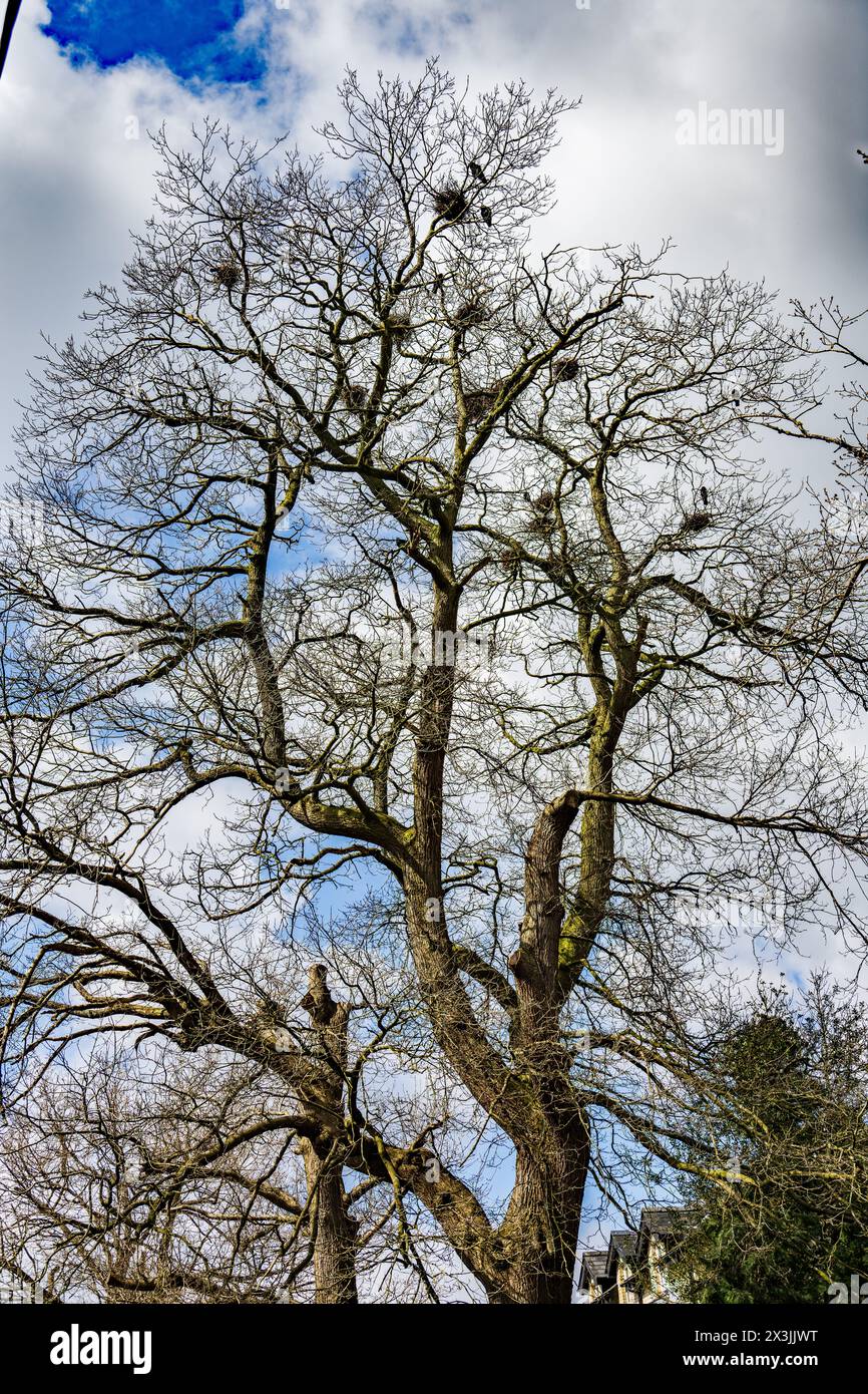 Multiple carrion crows nests in a single tree. Rhayader, Wales. UK ...