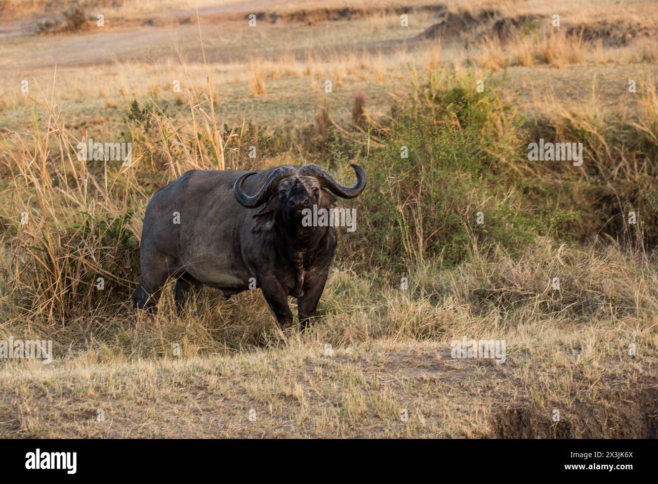 African buffalo (Syncerus caffer) Cape buffalo, is a large sub-Saharan ...